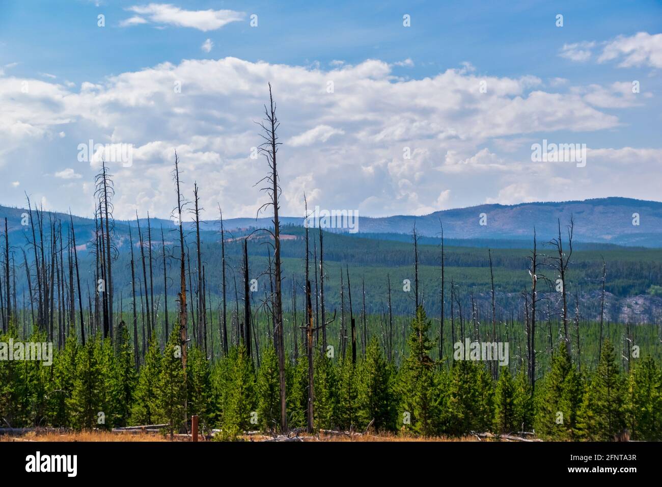 Stop fire from forest hi-res stock photography and images - Alamy