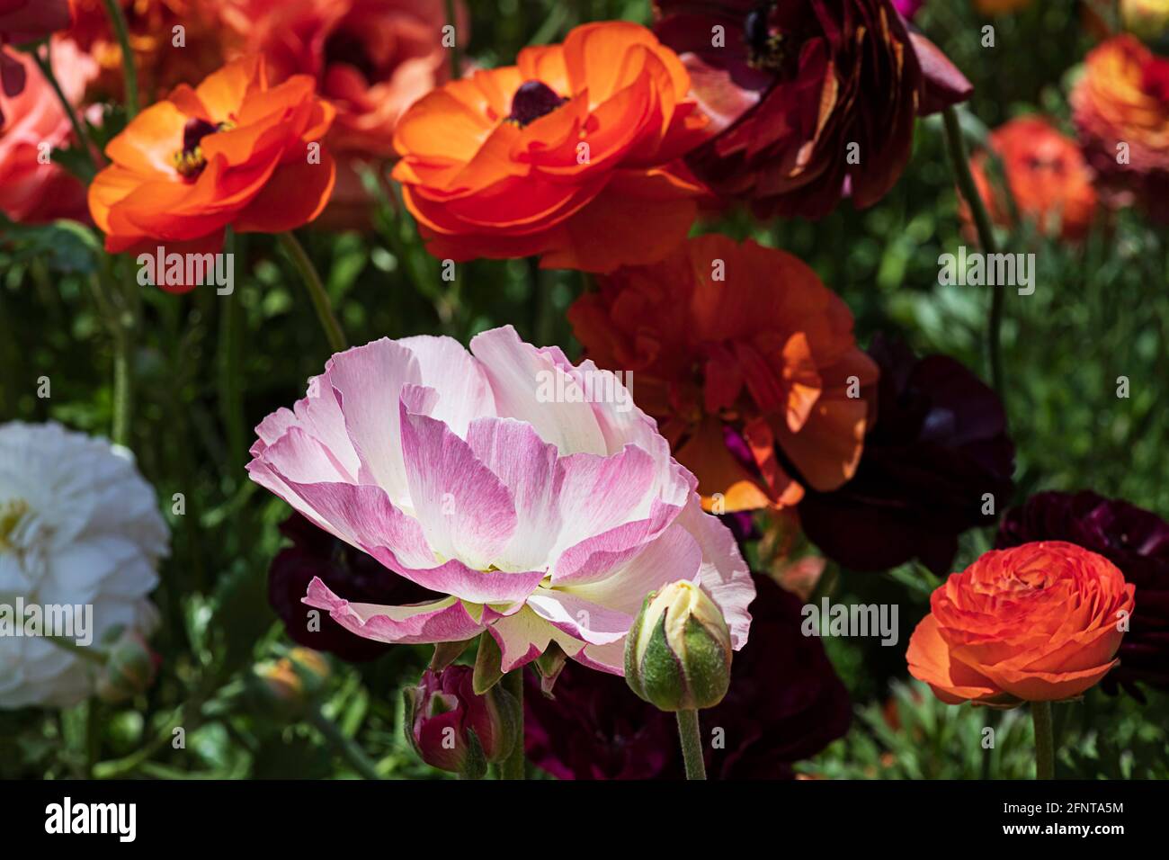 Persian ranunculus hi-res stock photography and images - Alamy