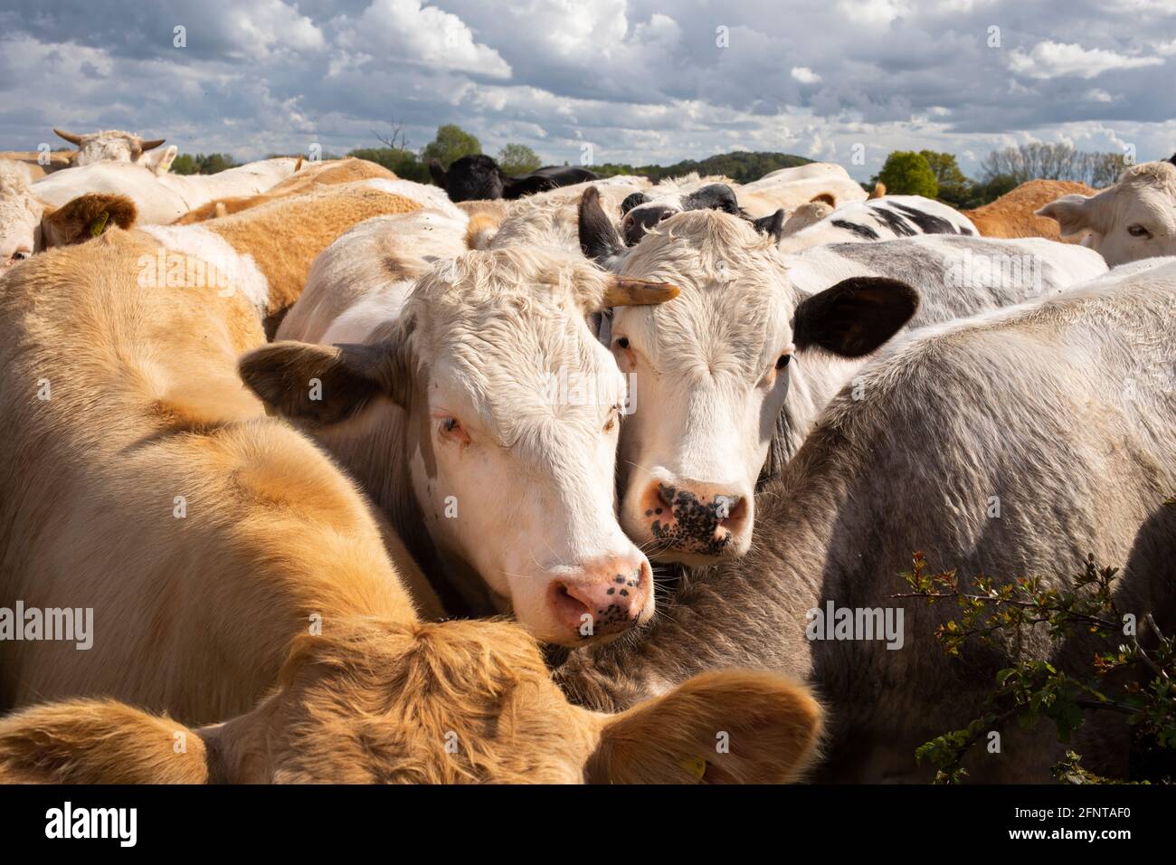 English farm animals hi-res stock photography and images - Alamy