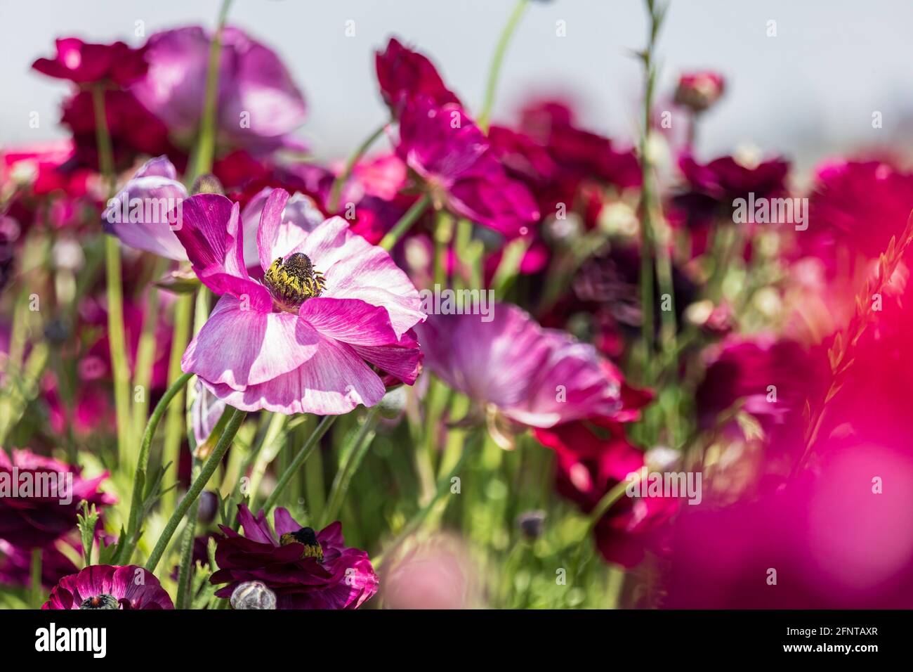 Persian buttercups hi-res stock photography and images - Alamy