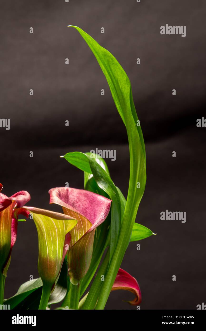 Red calla with dark background, also called Zantedeschia Aethiopica ...
