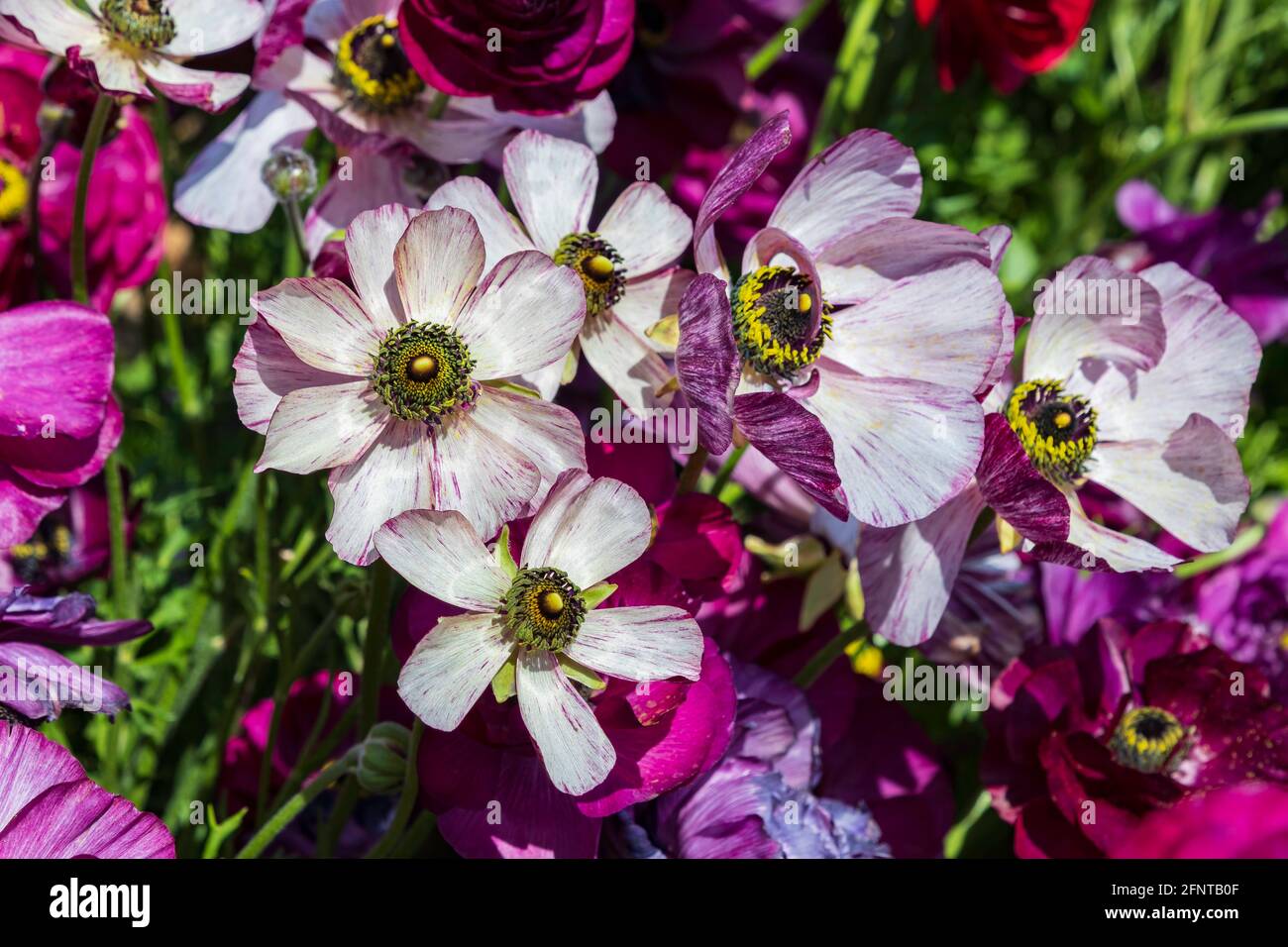 Head of pink flowers Ranunculus asiaticus Persian buttercups close up ...