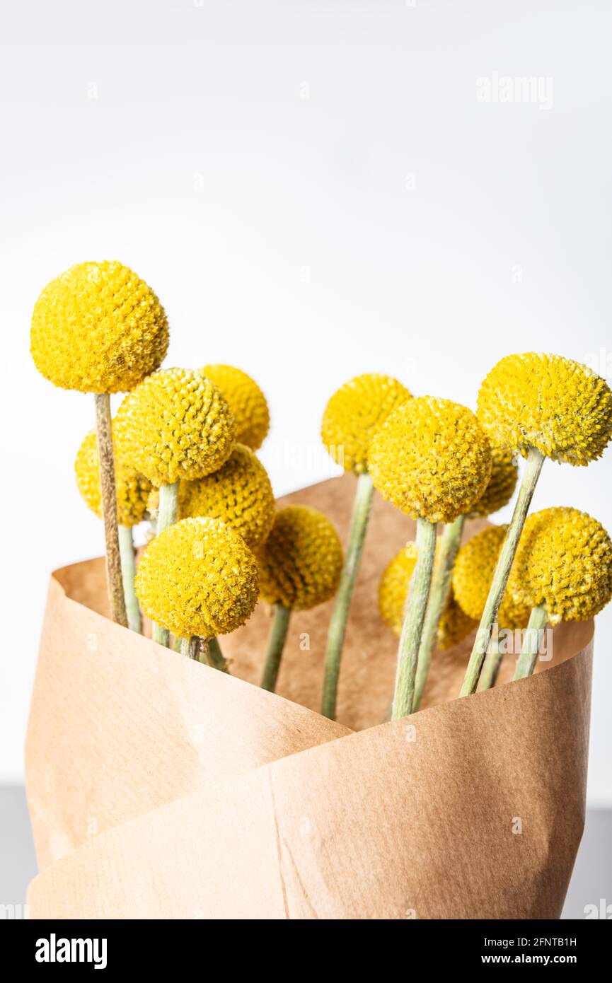 Craspedia globosa dry flowers Stock Photo - Alamy