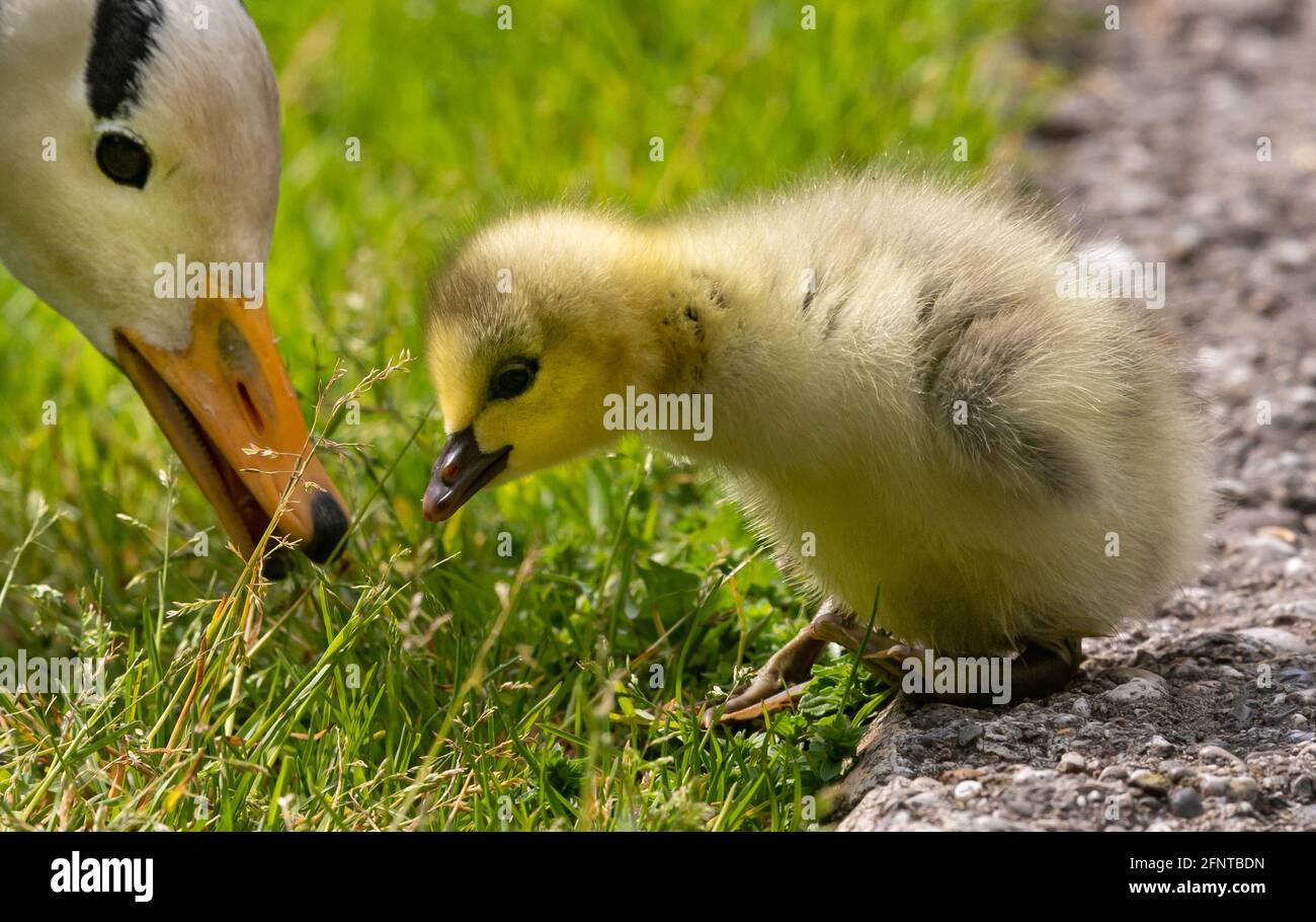 Peter and his goose hi-res stock photography and images - Alamy