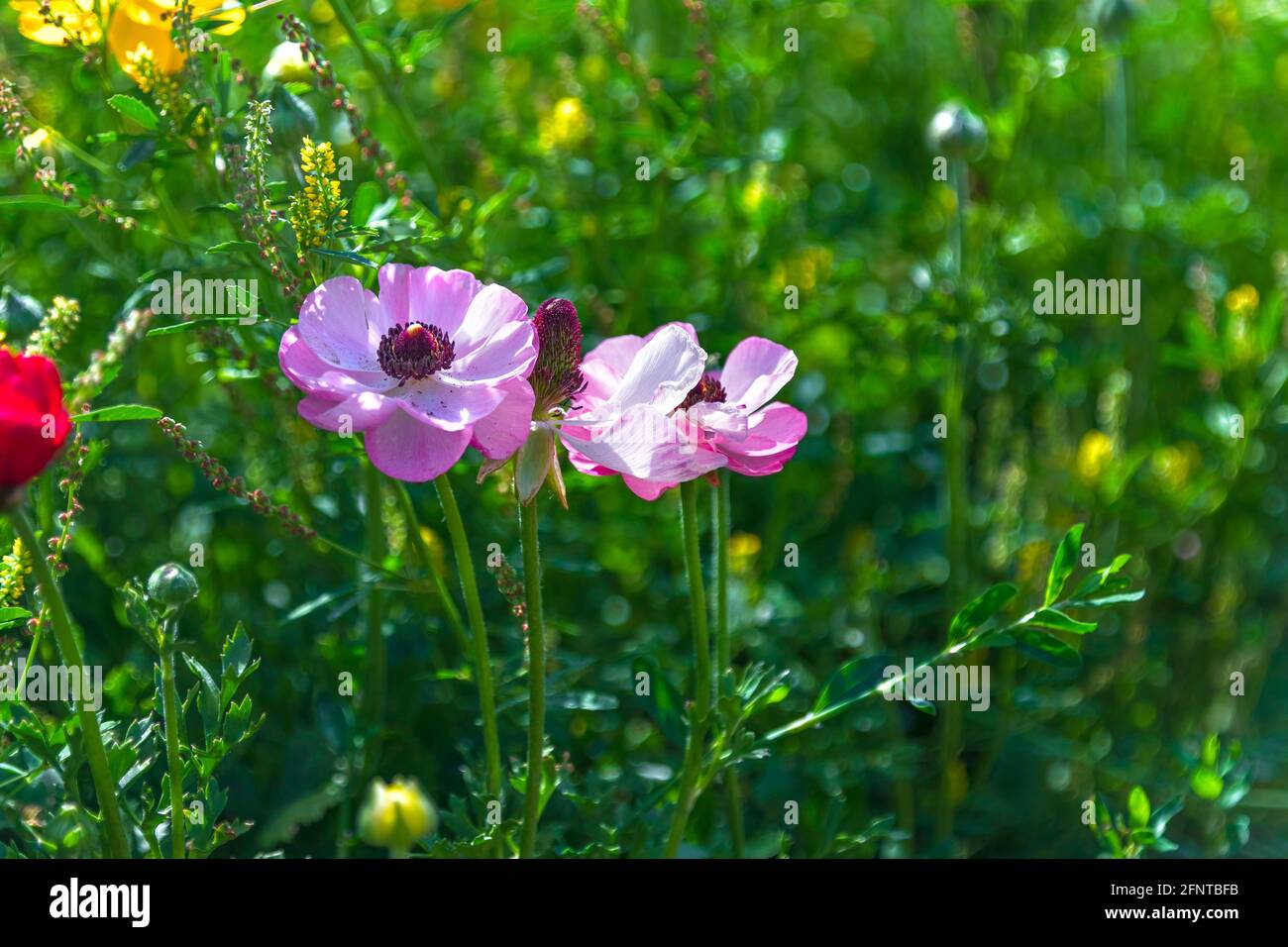 Ranunculus asiaticus hi-res stock photography and images - Alamy