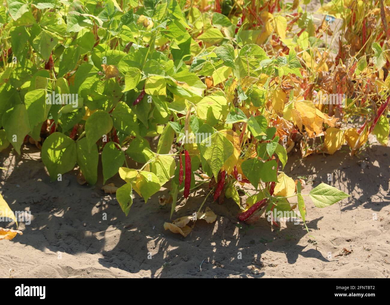 red bean plant grown on very fertile sandy soil Stock Photo - Alamy
