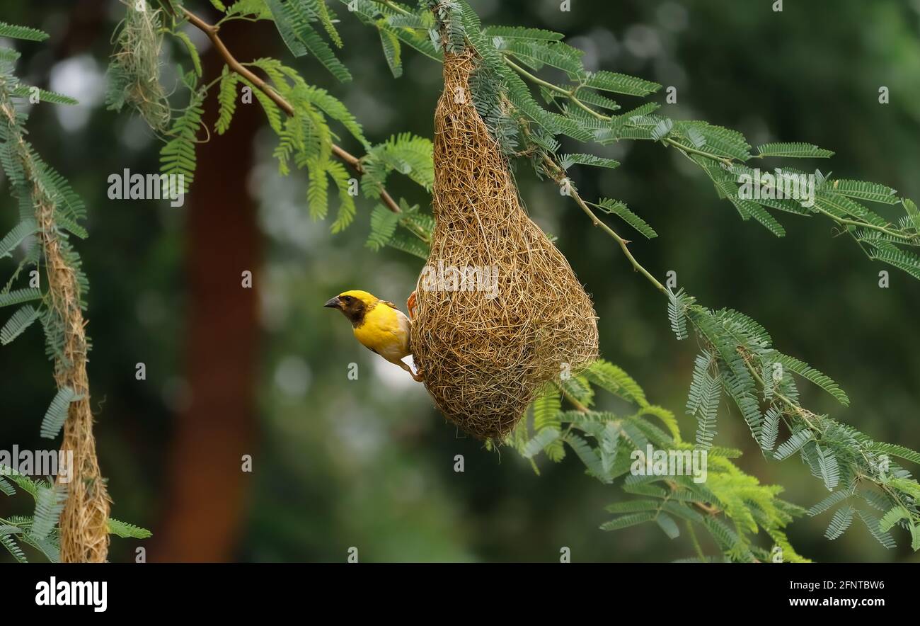 India bird eye view hi-res stock photography and images - Alamy