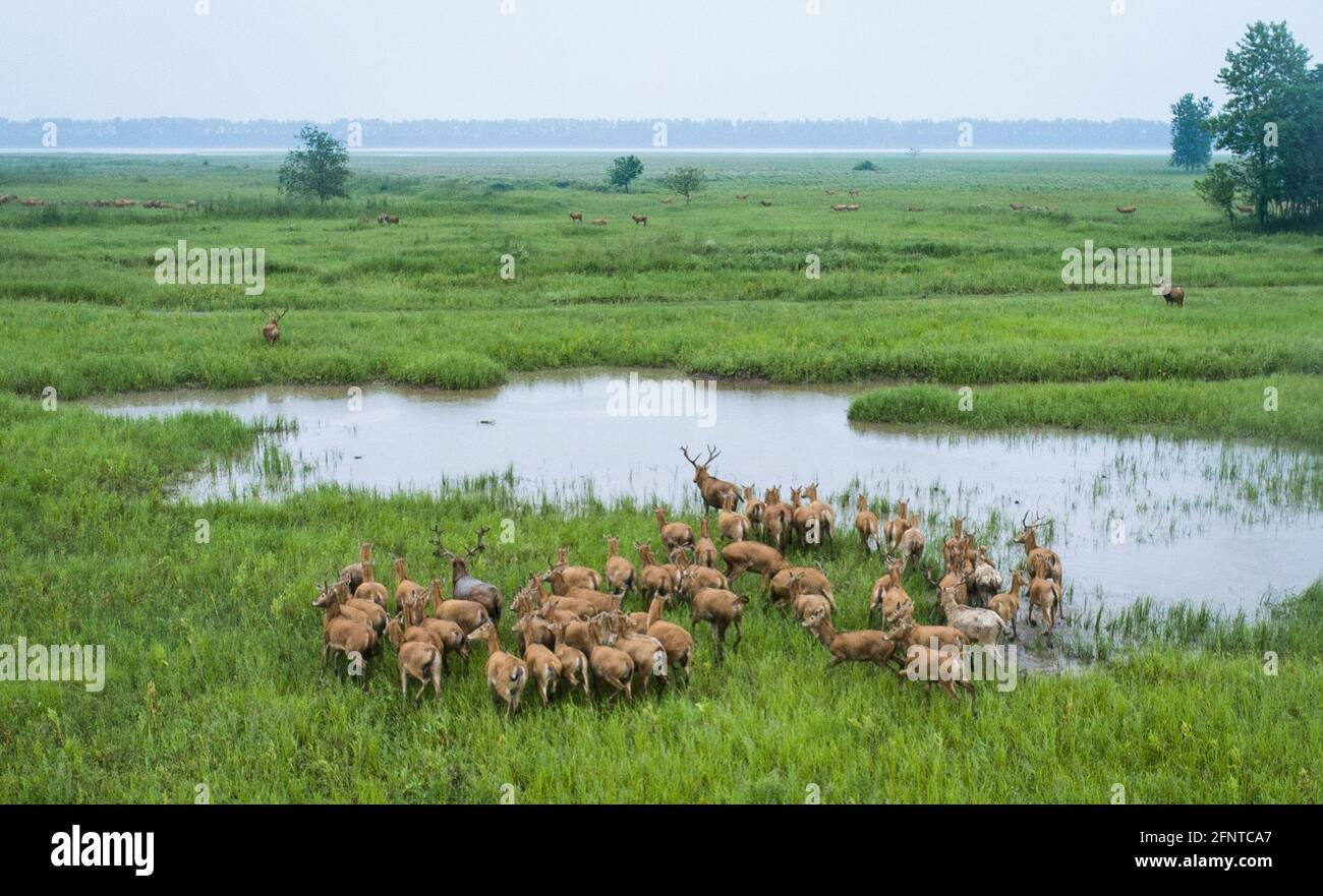 Shishou. 17th May, 2021. Aerial photo taken on May 17, 2021 shows milu ...