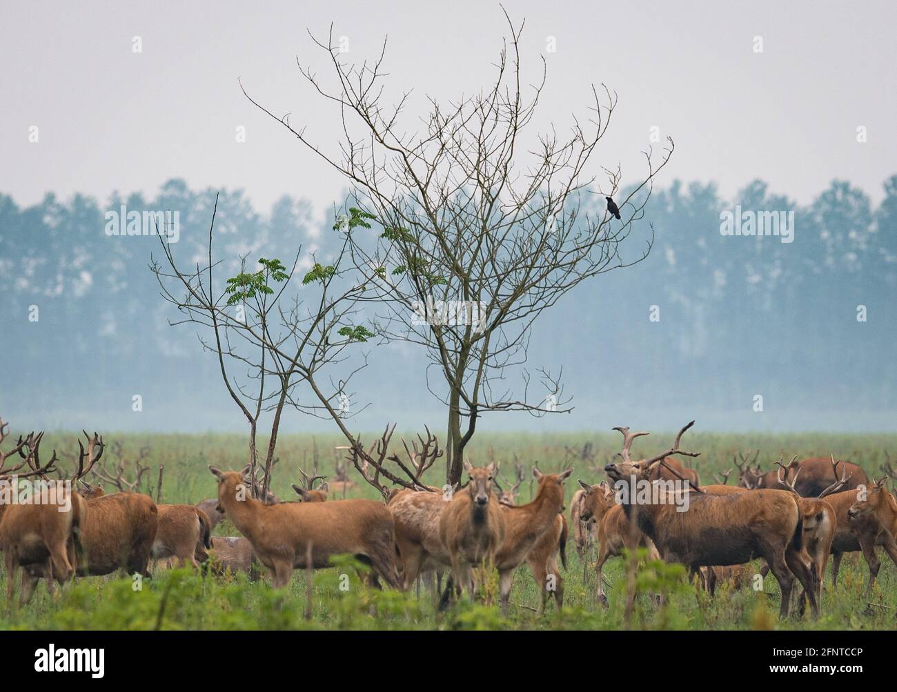 Shishou, China's Hubei Province. 17th May, 2021. Milu deer, also known ...