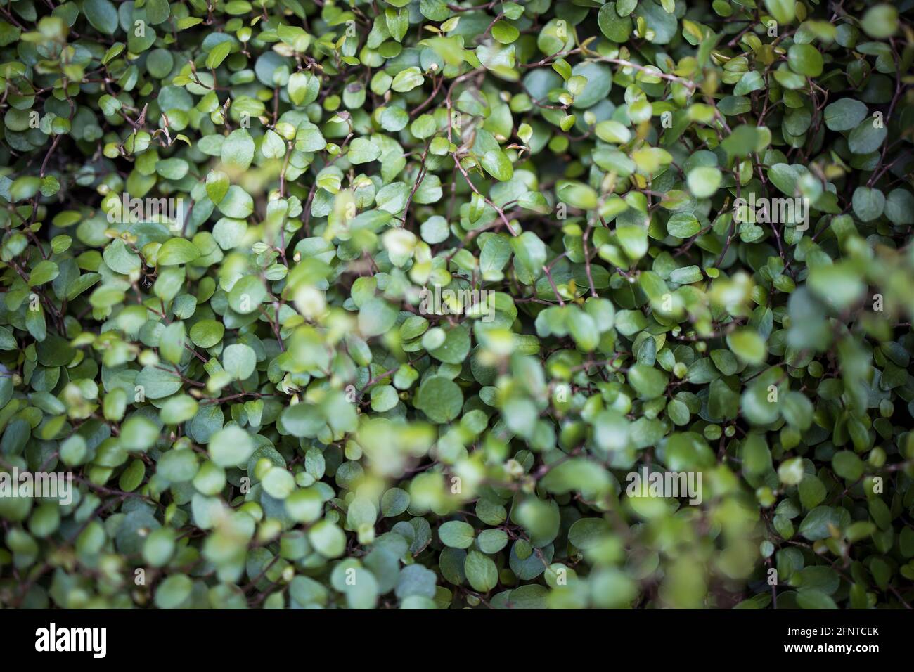 Creeping inchplant hi-res stock photography and images - Alamy