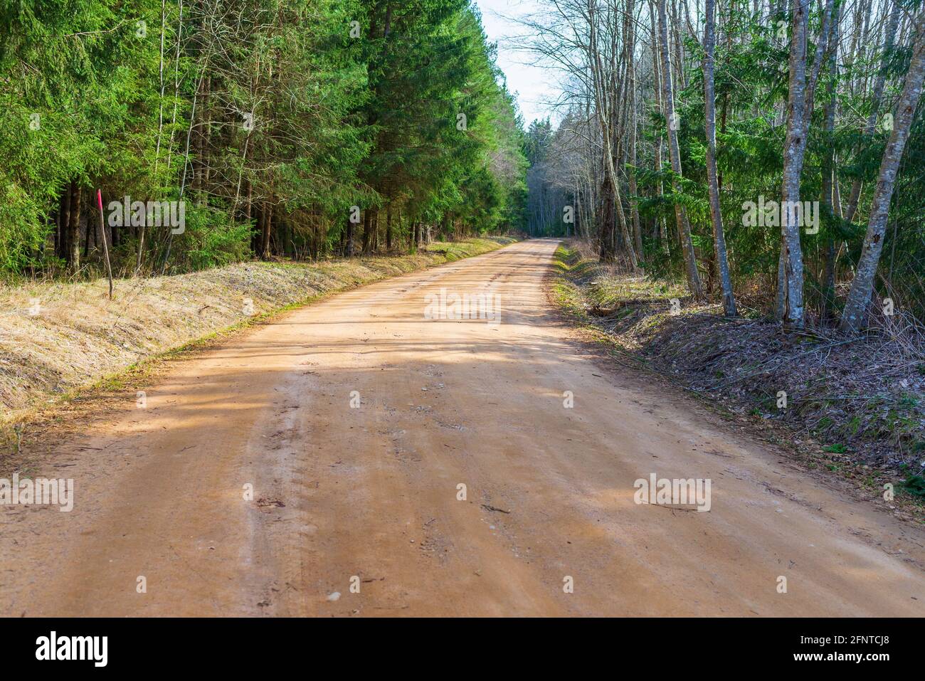 Green forest pathway view. Forest pathway landscape. Pathway in forest ...