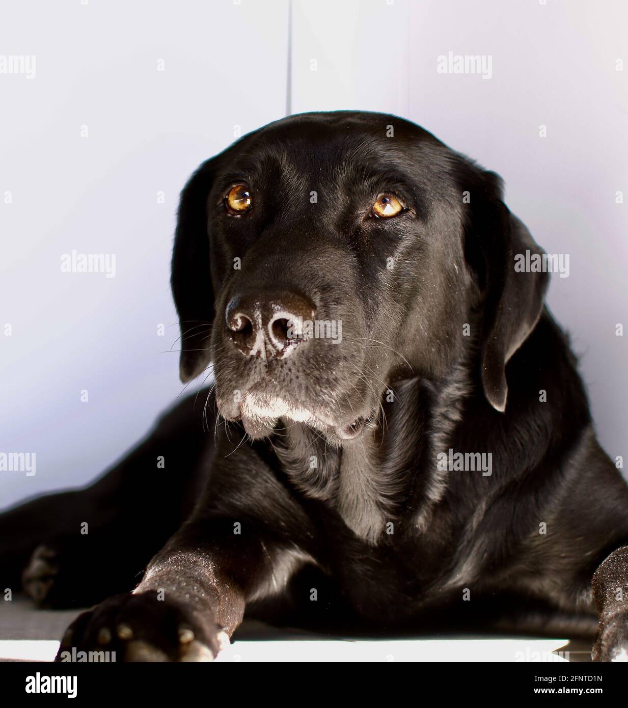 Deep lab hi-res stock photography and images - Alamy