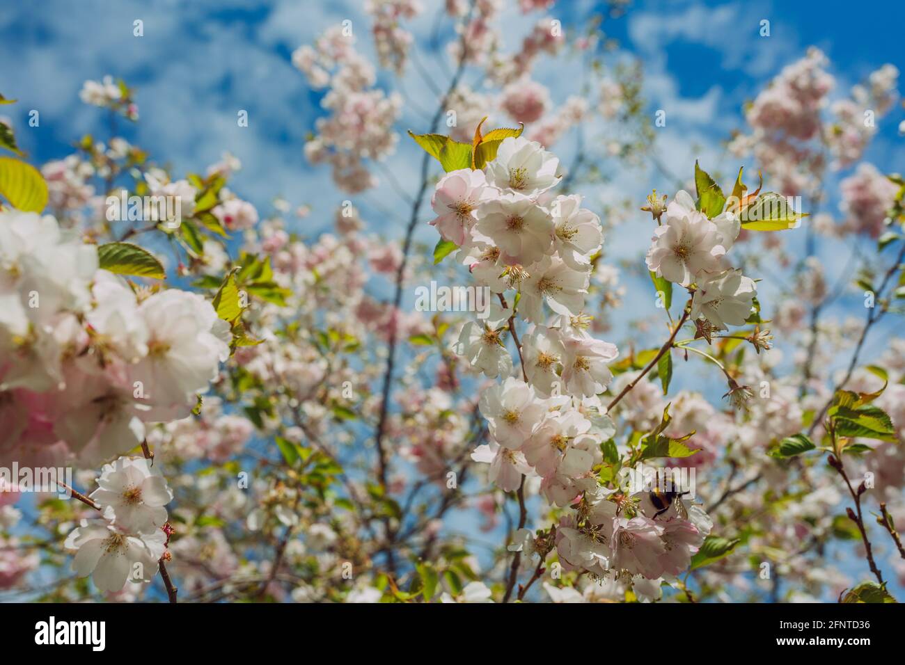 Sakura latvia hi-res stock photography and images - Alamy