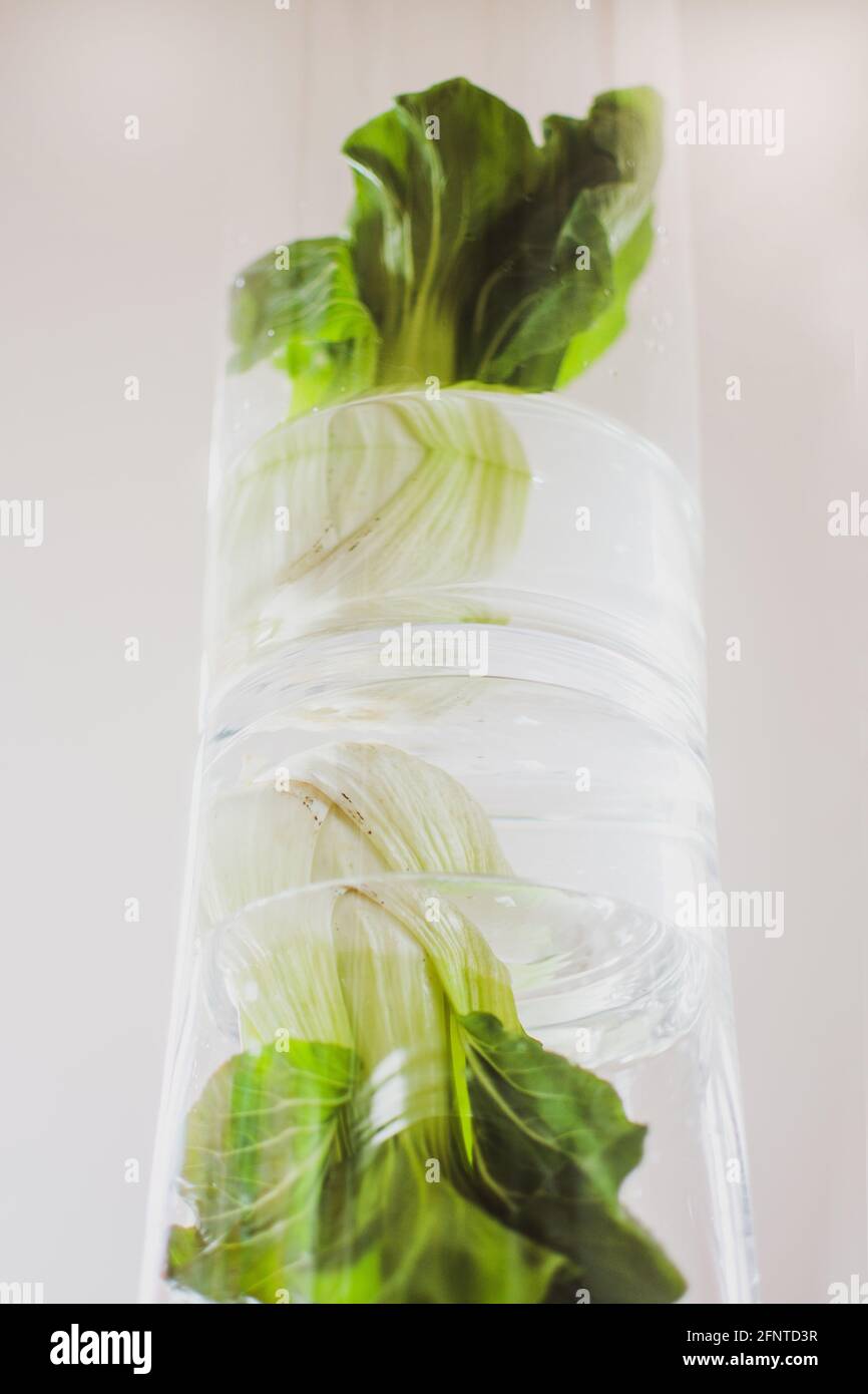 Chinese cabbage dipped in water inside a transparent ja reflected in a ...