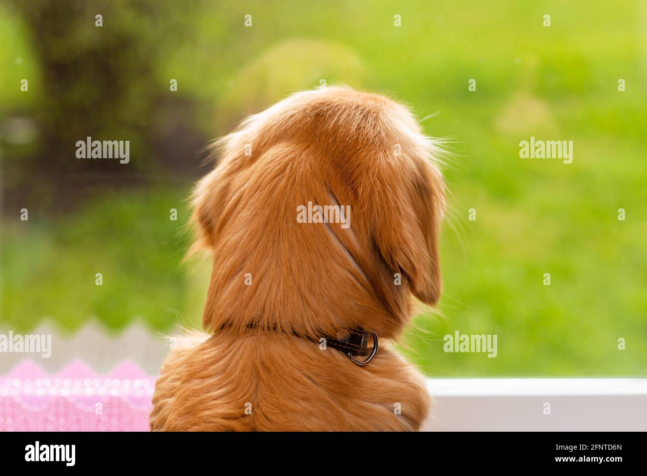 Cute Labrador Golden retriever dog looking through window back view ...
