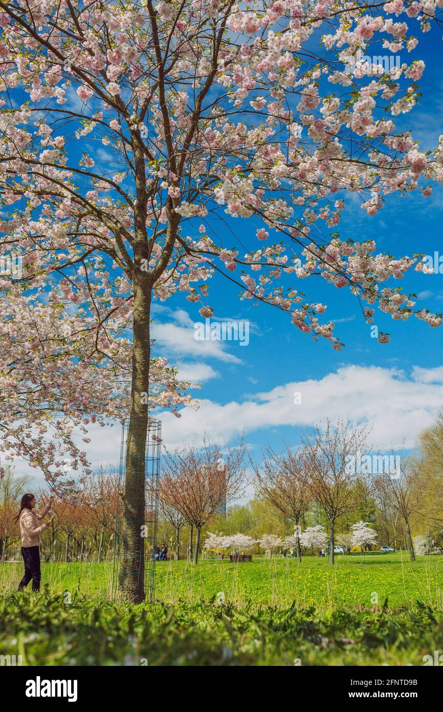 City, Riga, Latvia. Sakura park in park. Travel photo.08.05.2021 Stock ...
