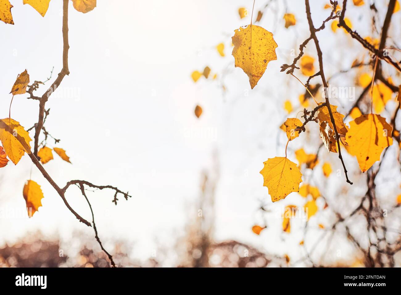 Komorebi birch hi-res stock photography and images - Alamy