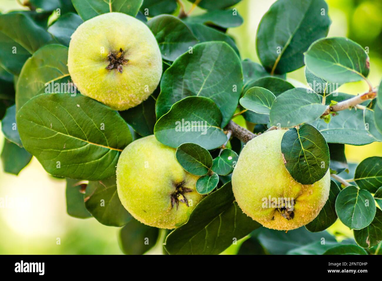 Mature fruits of yellow quince. Bunch of yellow quince fruits growing ...