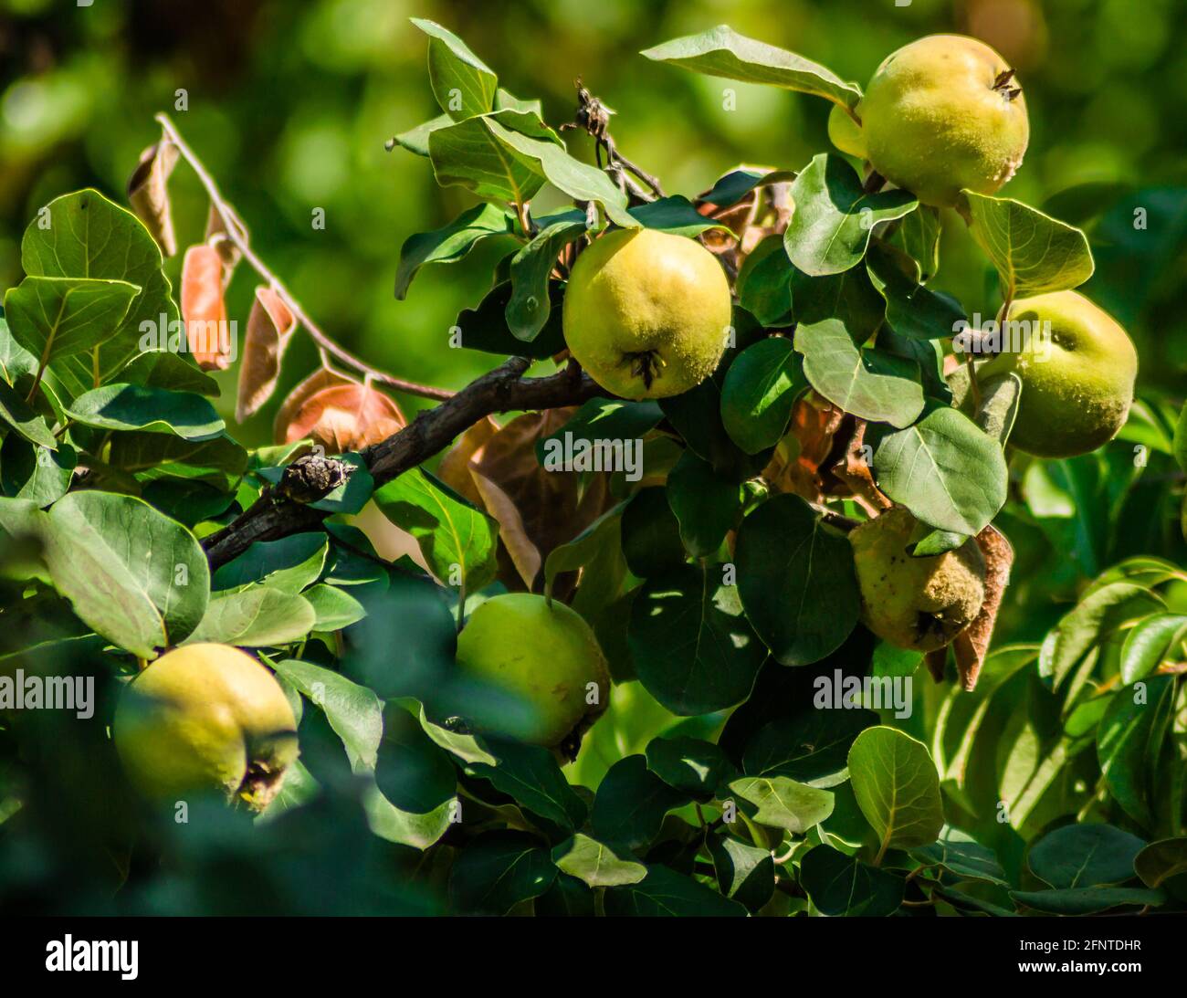 Mature fruits of yellow quince. Bunch of yellow quince fruits growing ...