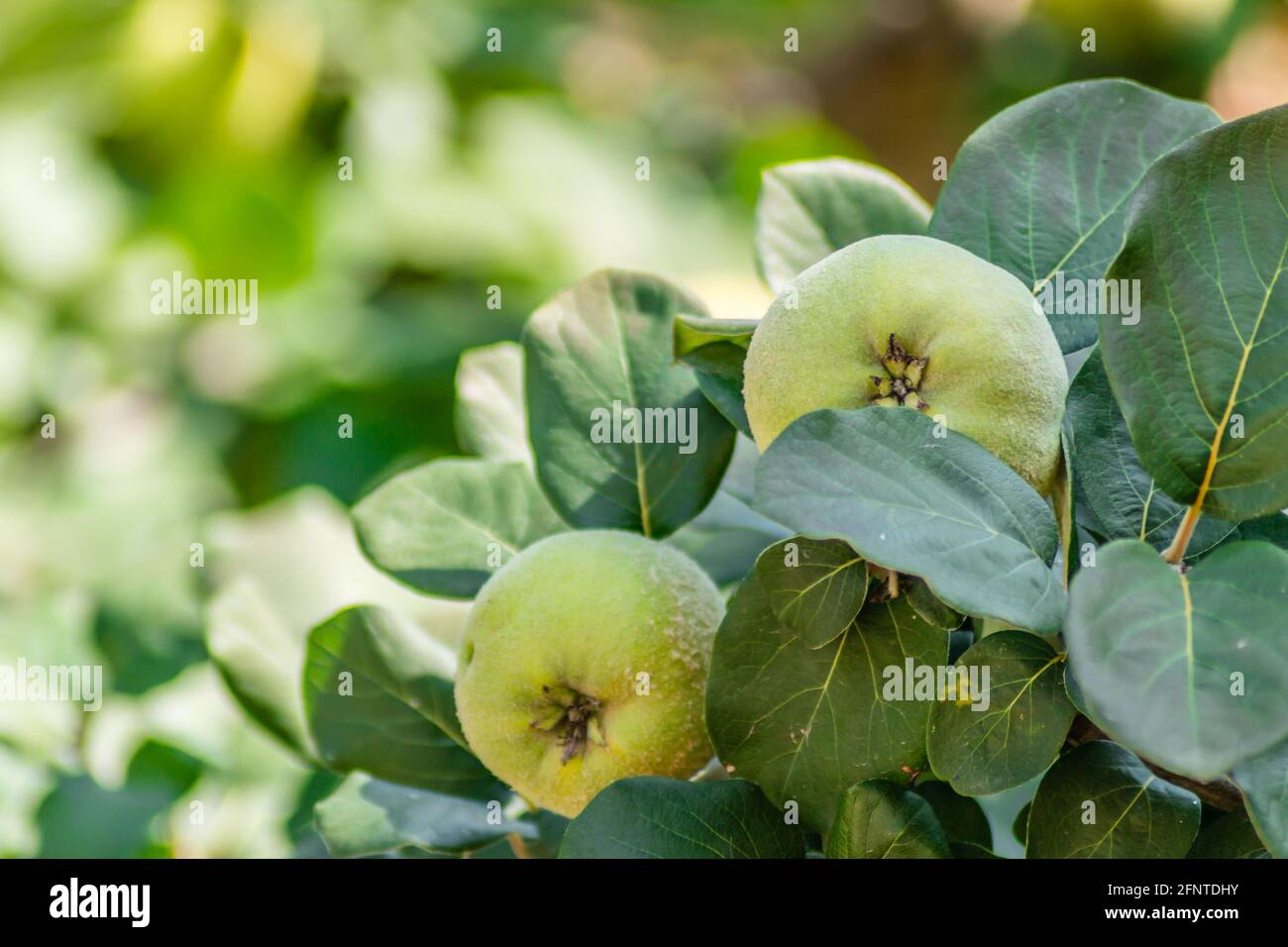 Mature fruits of yellow quince. Bunch of yellow quince fruits growing ...