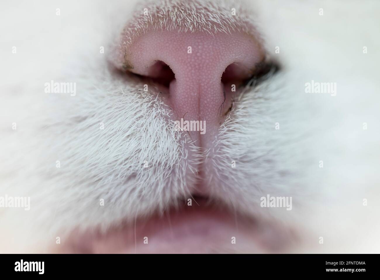Nostrils High Resolution Stock Photography and Images - Alamy