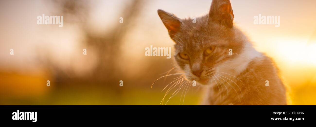 Portrait of a cat at sunset in the garden Stock Photo - Alamy