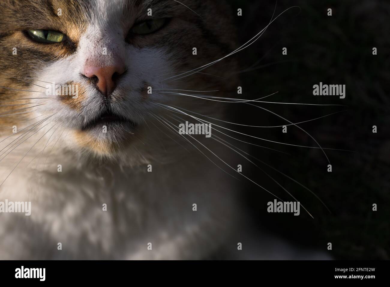 Head of a tricolor cat, lit from the left by the sun, looks into the ...