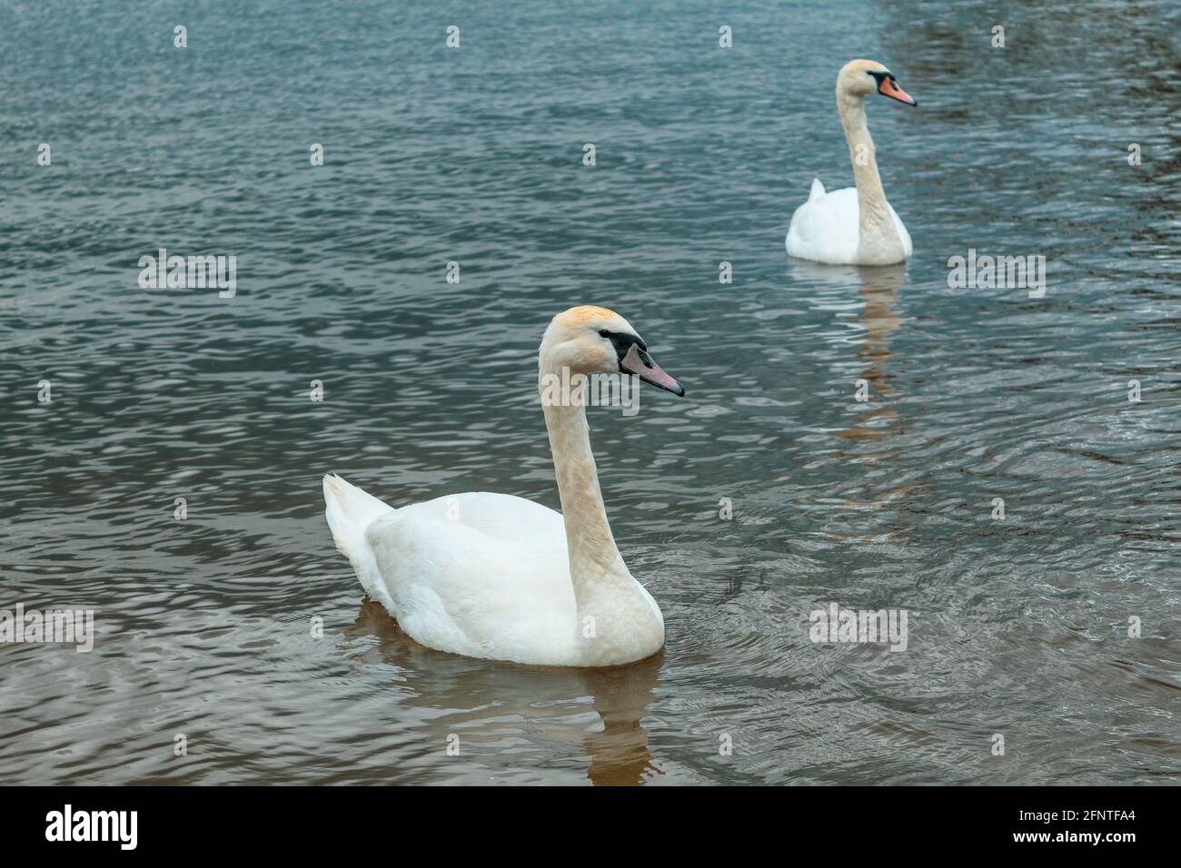 White swans swim in the reservoir of the reserve. Swans with orange ...