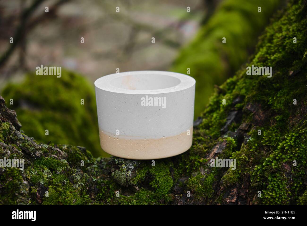 Colorful plaster pot on an old, gnarly tree covered by vivid, green ...
