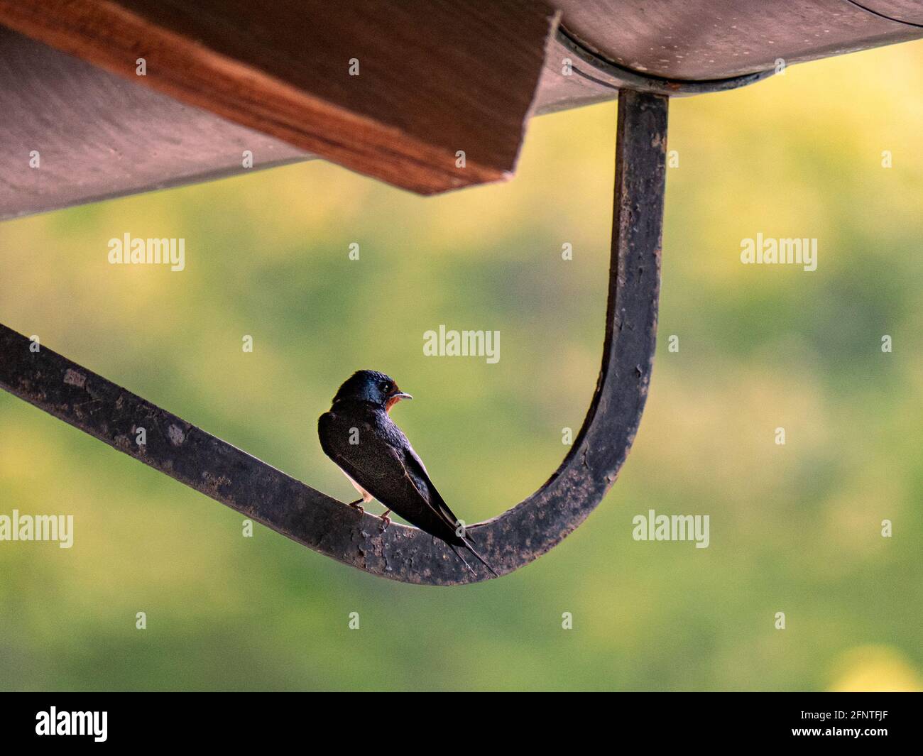 Australian skink hi-res stock photography and images - Alamy