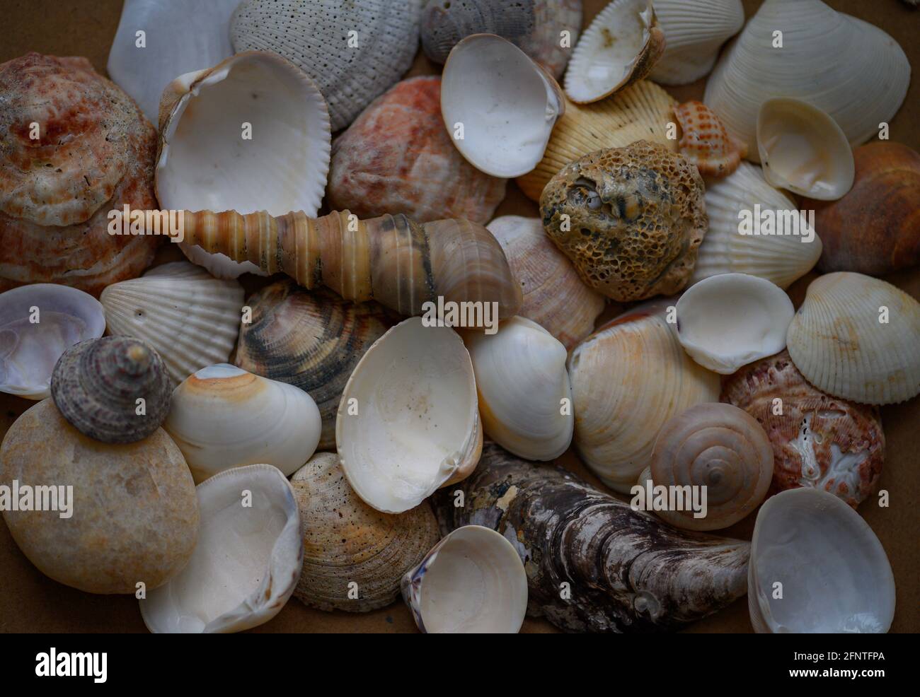 Seashells of various shapes and types. Background Stock Photo - Alamy