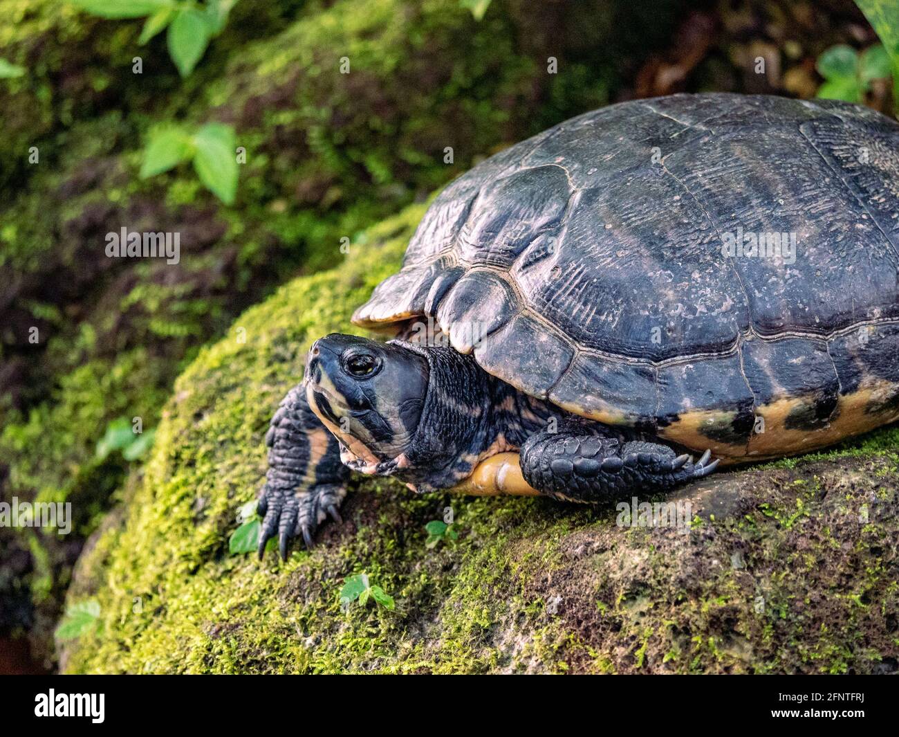Yellow bellied terrapin hi-res stock photography and images - Alamy