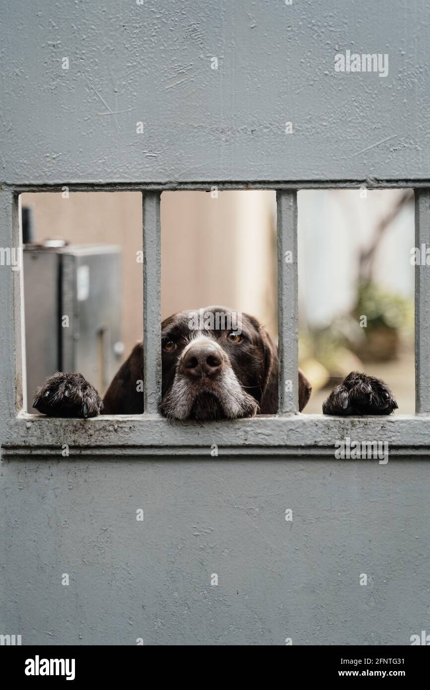 Cute iron gate hi-res stock photography and images - Alamy