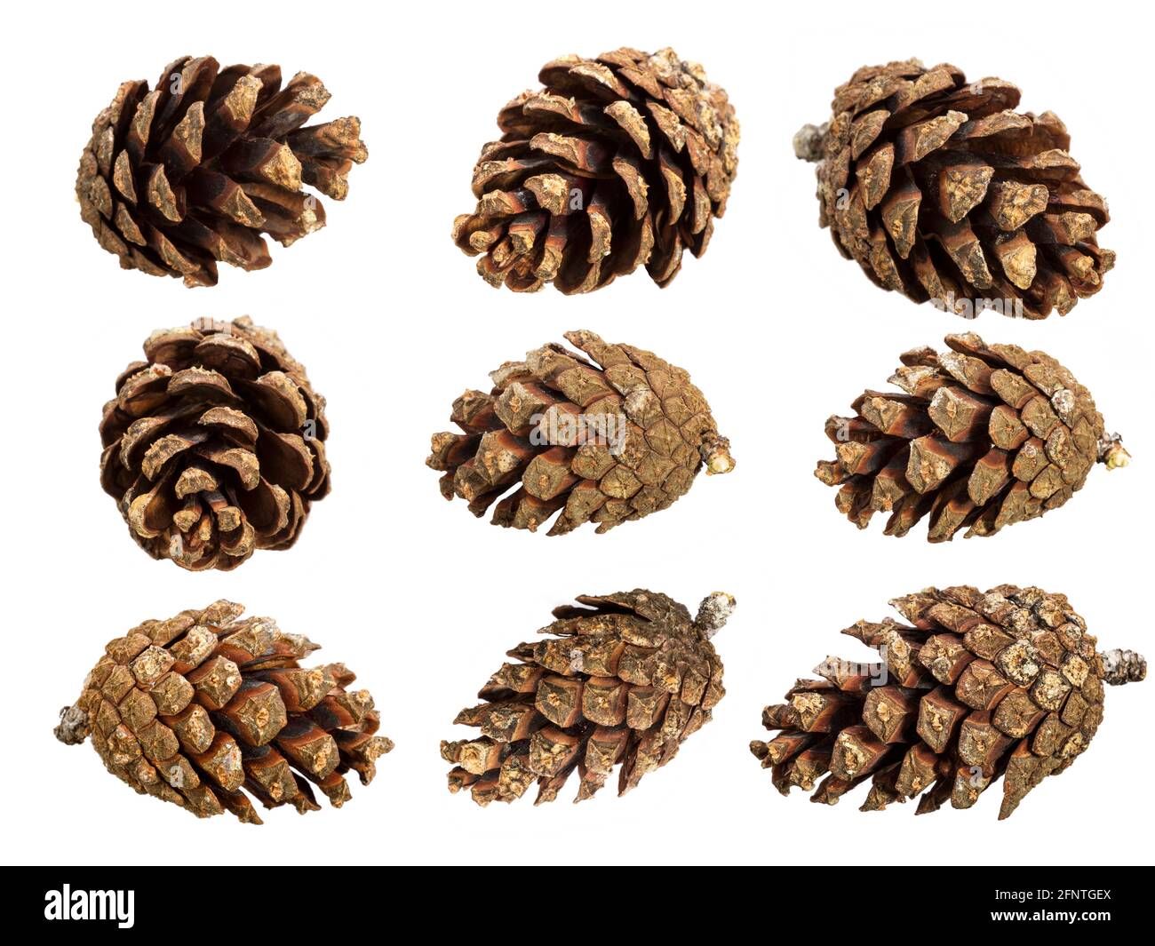 set of natural cones isolated on a white background. High quality photo ...