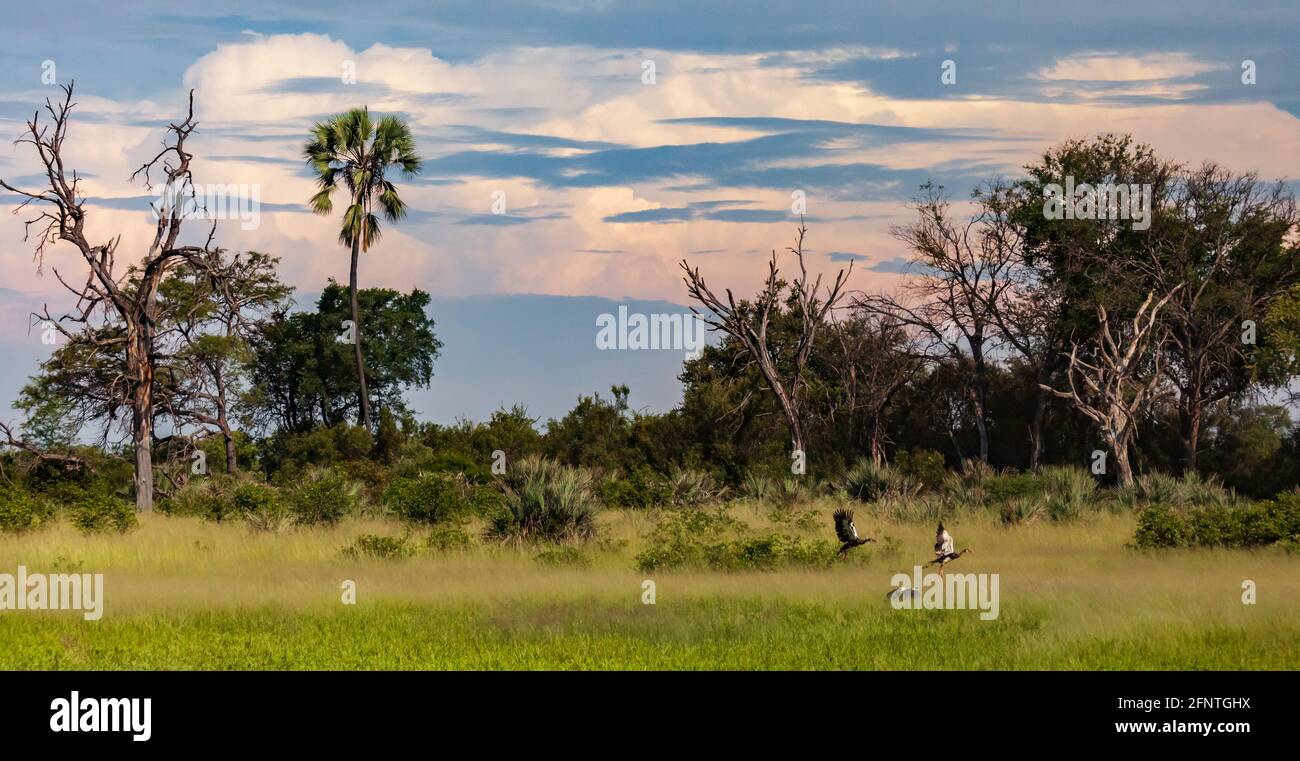 Botswana, Okavango Basin Stock Photo - Alamy