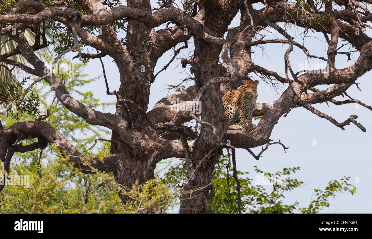 A rare shot of leopard on the tree Stock Photo - Alamy