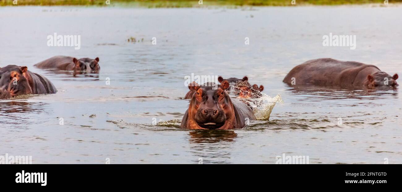 A bunch of surprised hippos Stock Photo - Alamy