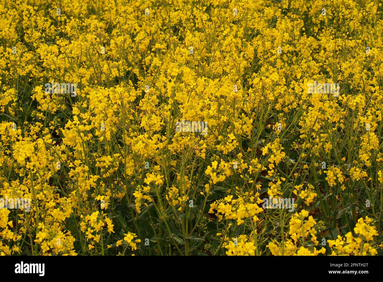 A close up image of yellow oil seed rape, Rapeseed, flowering in a ...