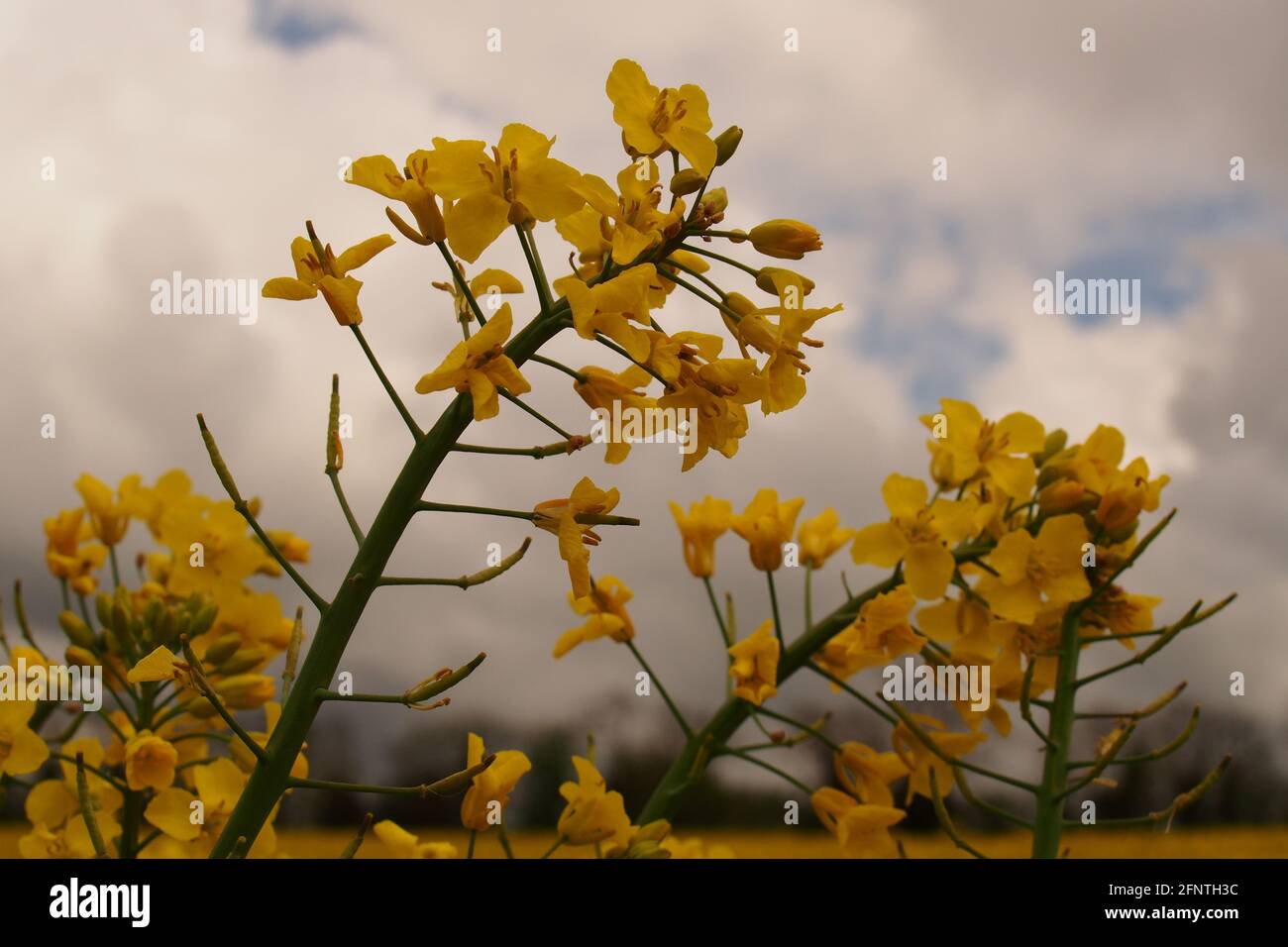 A close up image of yellow oil seed rape, Rapeseed, flowering in a ...