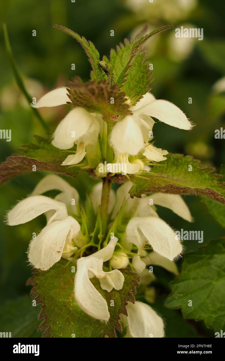 A close up of a stinging nettle plant with white flowers in the spring ...