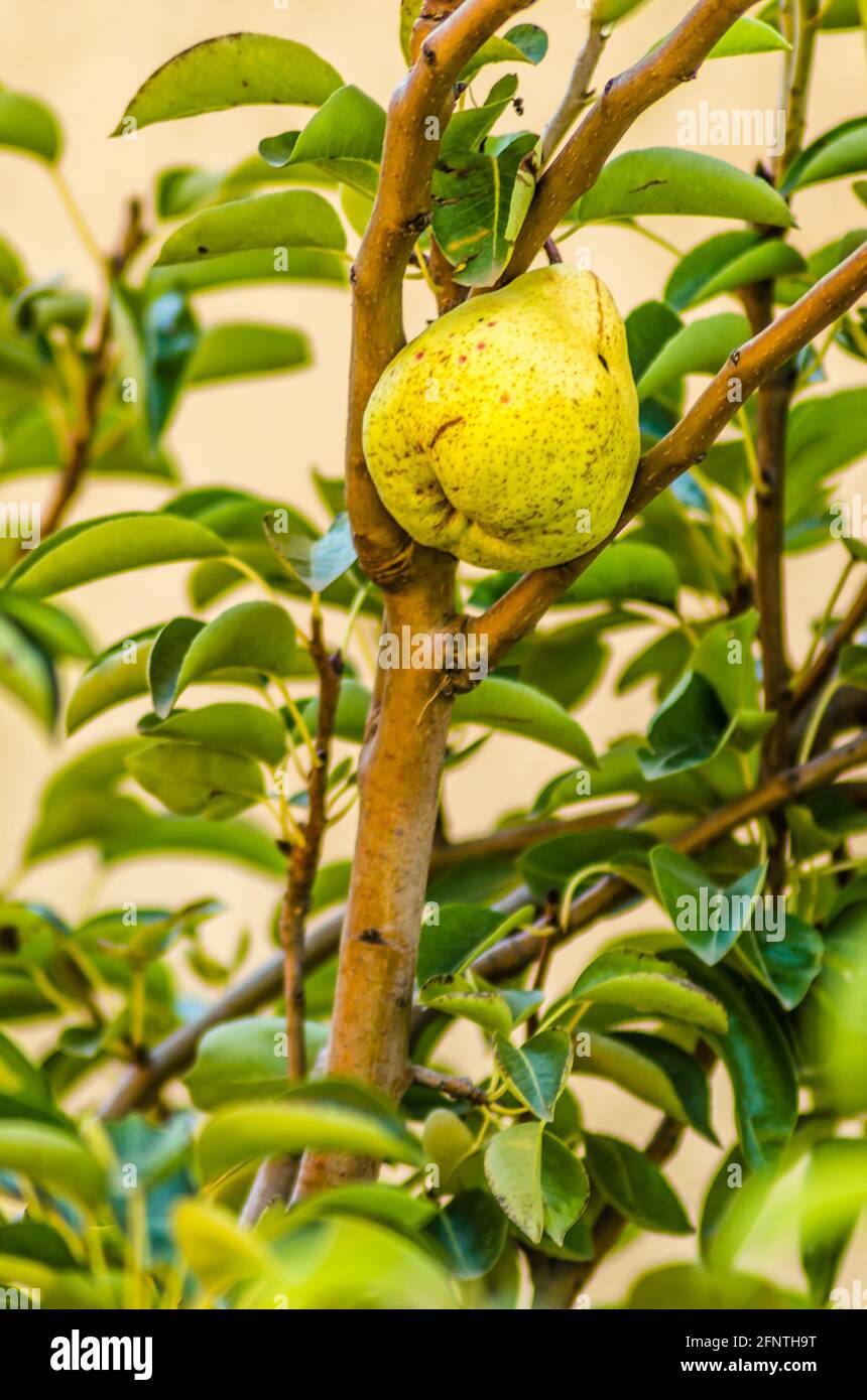 Mature fruit at tree hi-res stock photography and images - Alamy