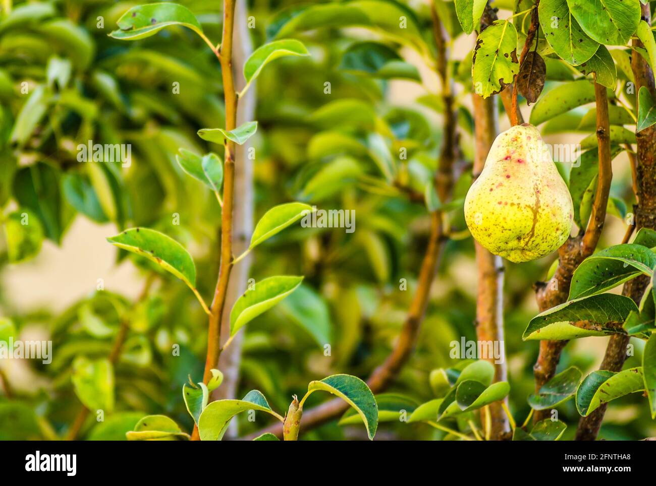Mature fruit of the pear tree canopy Stock Photo - Alamy