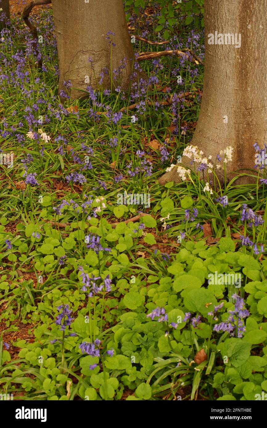 A group of blubells at the base of two beech trees showing blue and ...