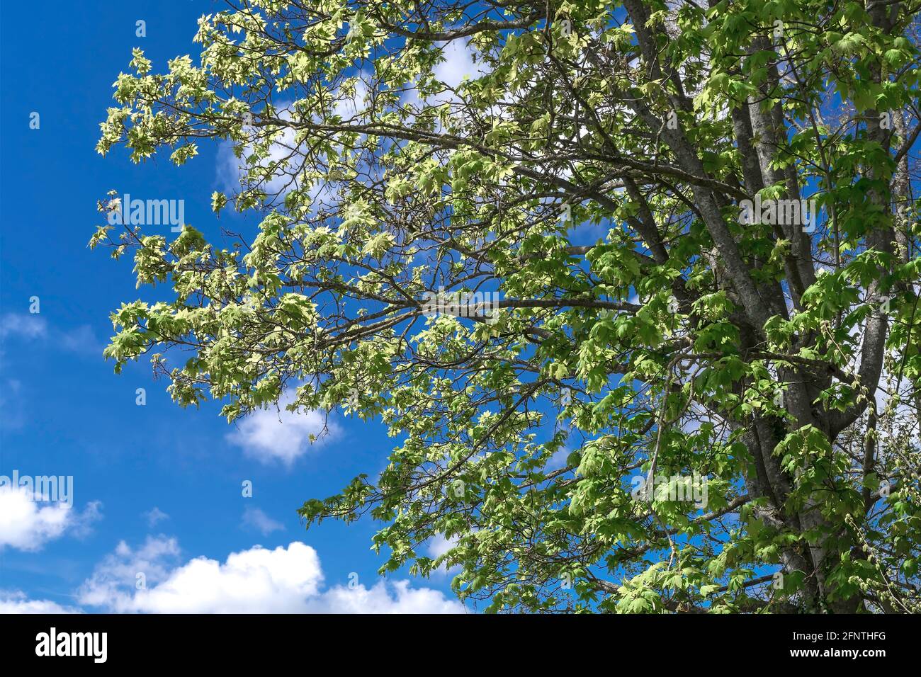 Leave her to heaven poster hi-res stock photography and images - Alamy