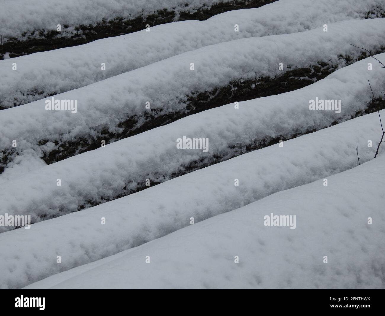 Closeup of a row of the sawed big trees covered in snow in the woods ...