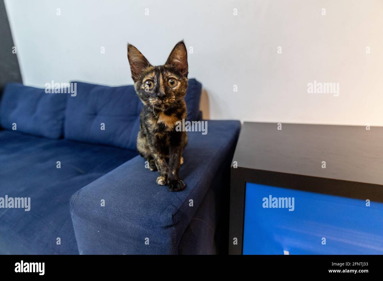 Cute little scared tortoise shell kitten sitting on a couch Stock Photo ...