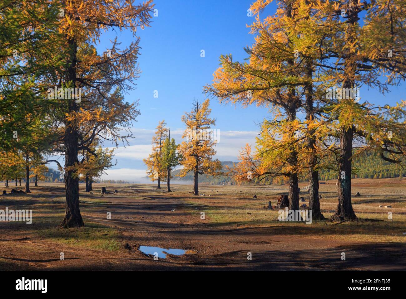 Autumn in northern Mongolia. Natural forest in Mongolia Stock Photo - Alamy