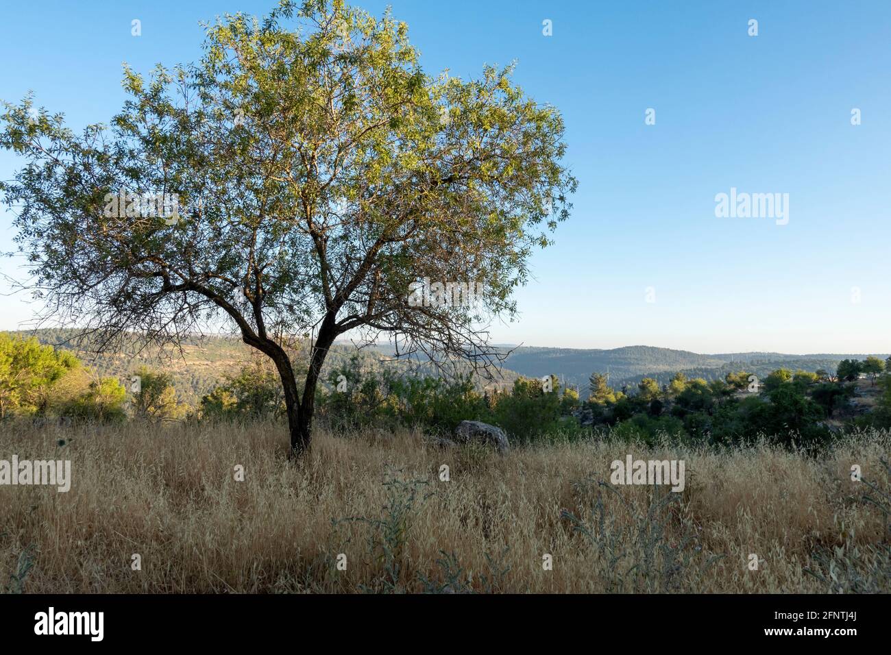 Sataf High Resolution Stock Photography and Images - Alamy