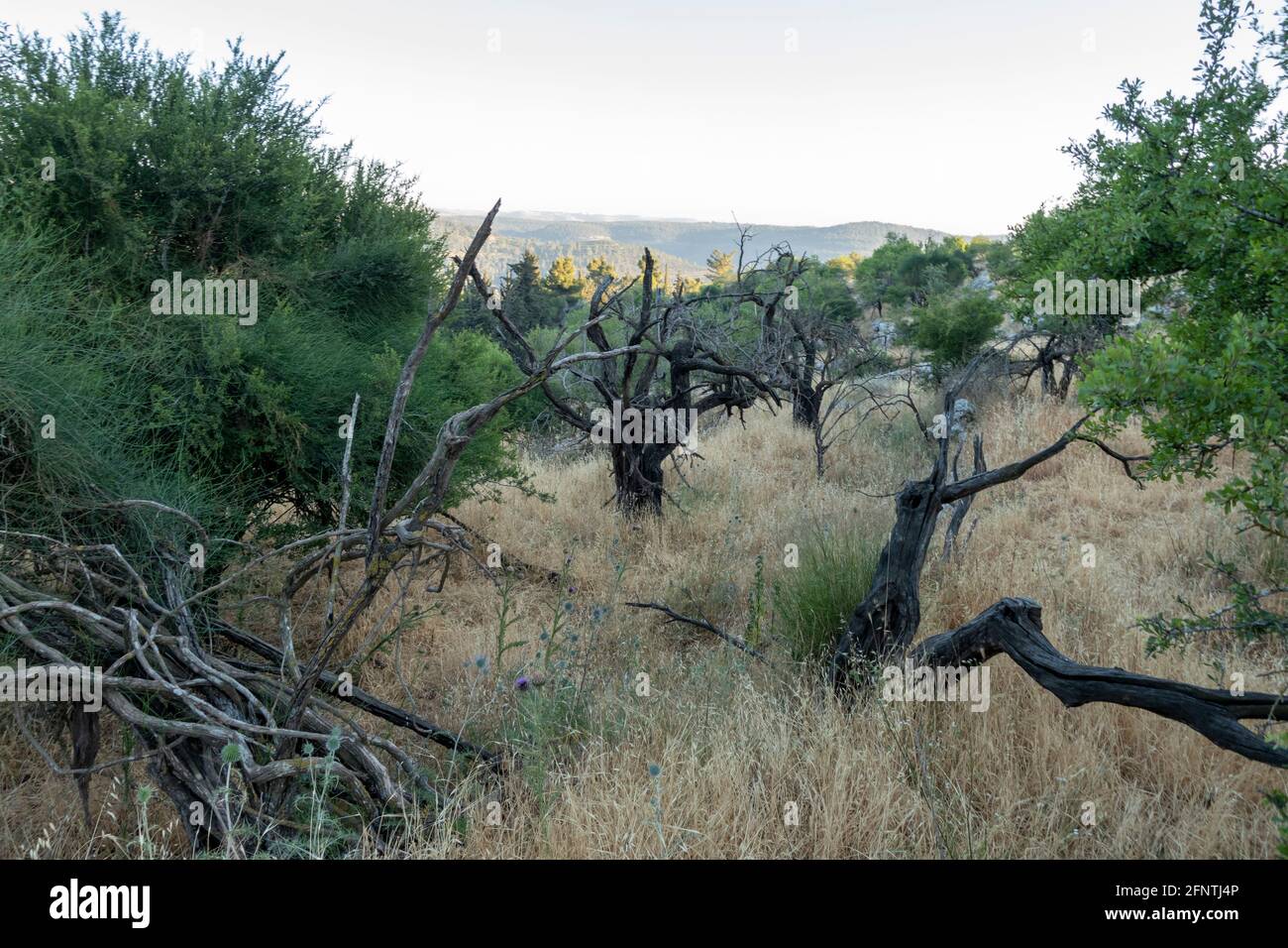 Sataf hi-res stock photography and images - Alamy