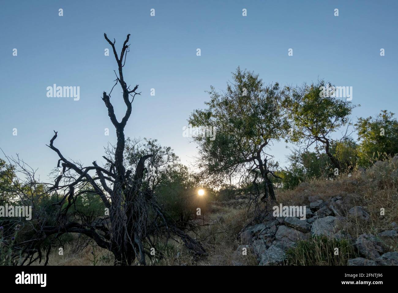 Sataf hi-res stock photography and images - Alamy